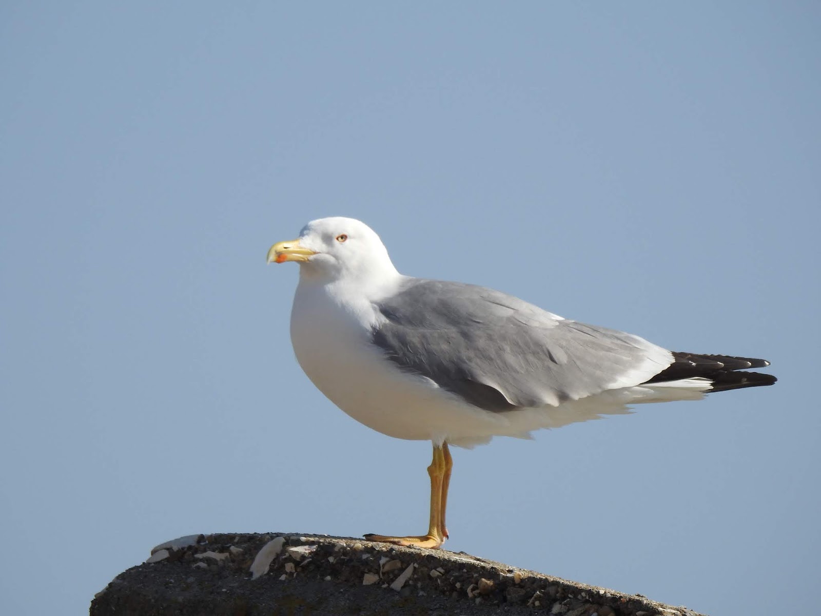 PASARI DIN ROMANIA: PESCARUS CU PICIOARE GALBENE, Larus michahellis