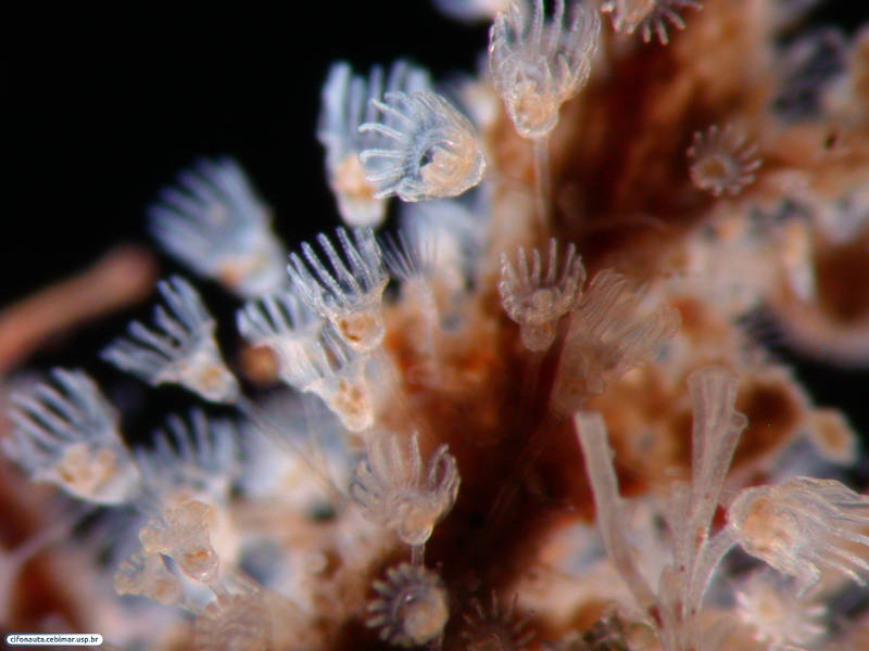 Natureza de mármore: Filo Entoprocta | Características