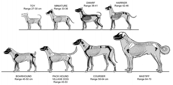 Stray pets: Archeozoology of dogs in fort-village complex at Vindolanda ...