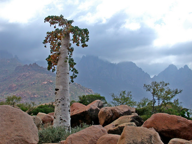 Ilha de Socotra no Iêmen