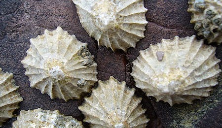 The Presurfer: Strongest Material Known To Man? A Limpet's Tooth