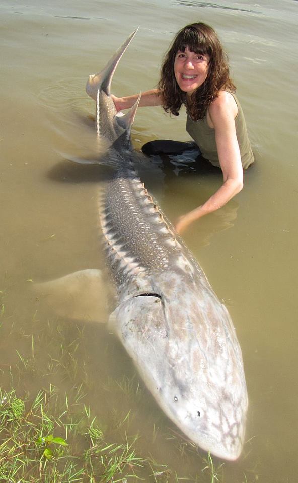 A View from the Beach: Virginia is for Sturgeons