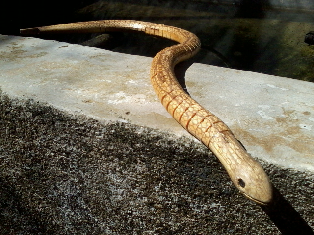 Budidaya Ikan Keli / Lele/Talapia Merah/Red Tilapia: Ular Kayu takutkan ...