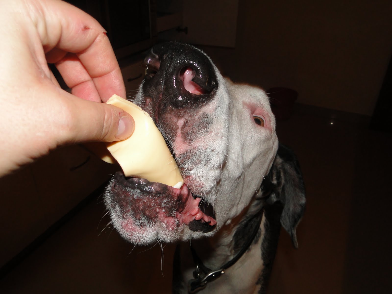 The India Adventure: Proper Feeding of Shogun the Dog