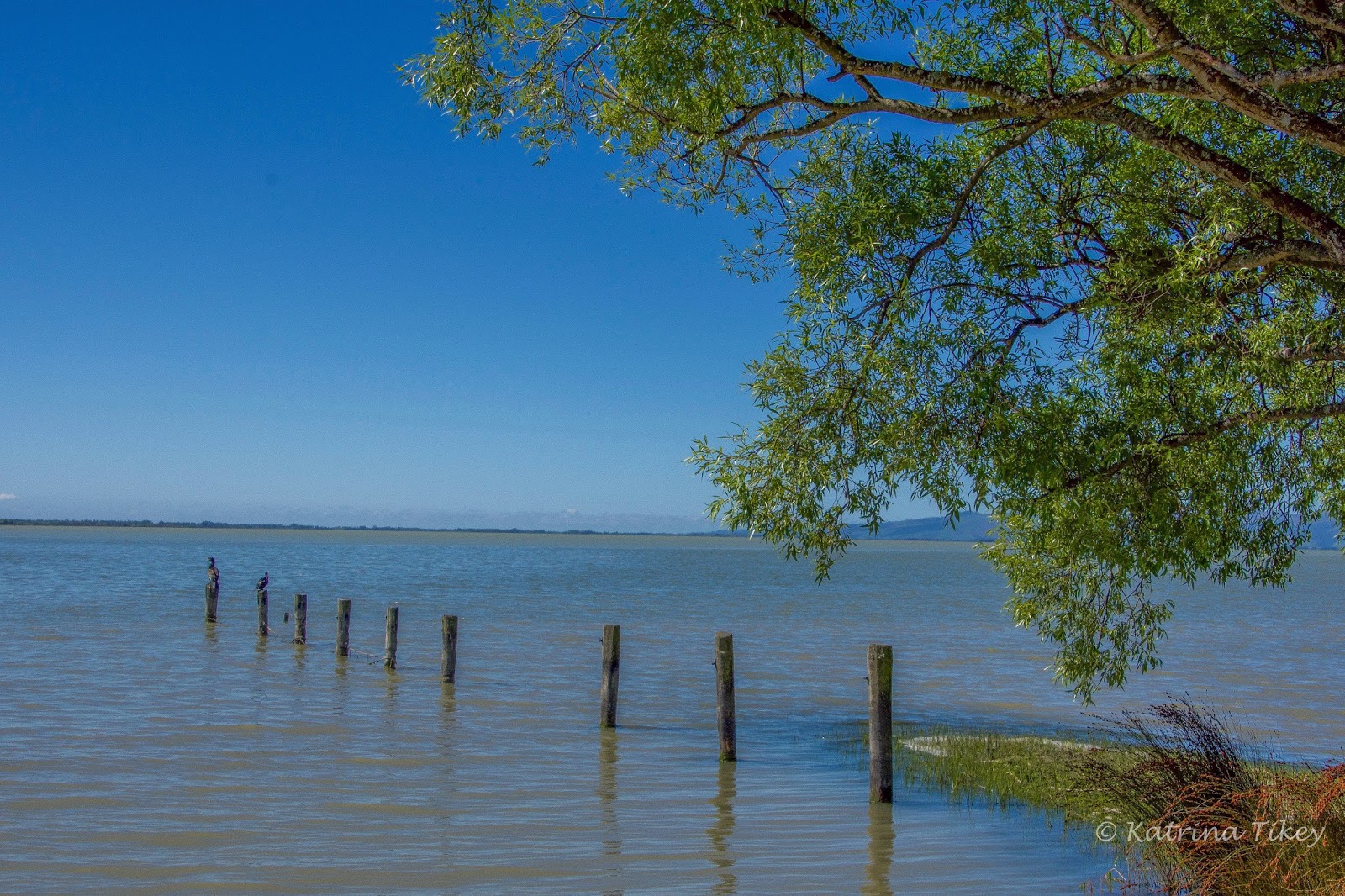 Paws Awhile: Lakeside Domain - Lake Ellesmere