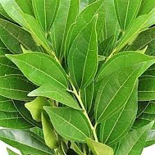 Ervas e Insumos: Coculus