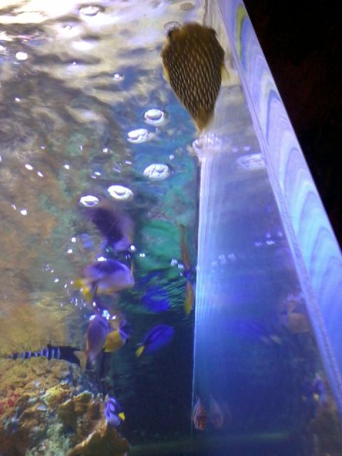 Mommy's Nest: Here is how the fish talk: