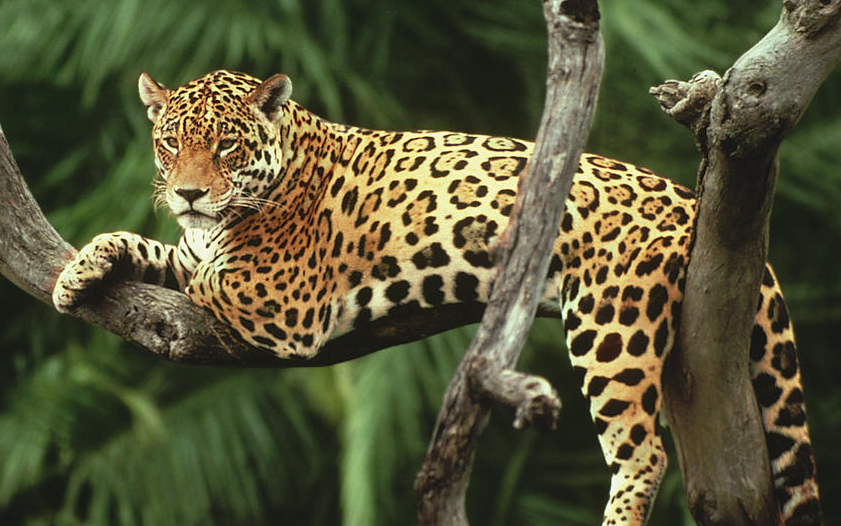 NephiCode: A Peruvian -Mesoamerican Legend: Leaving Tulan Bountiful ...