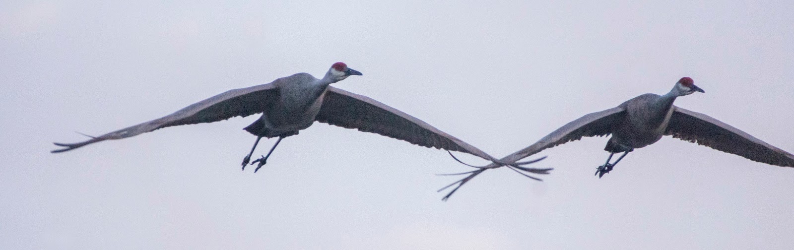 Breanna's Birding Blog: Bystre Lake - January 6, 2017