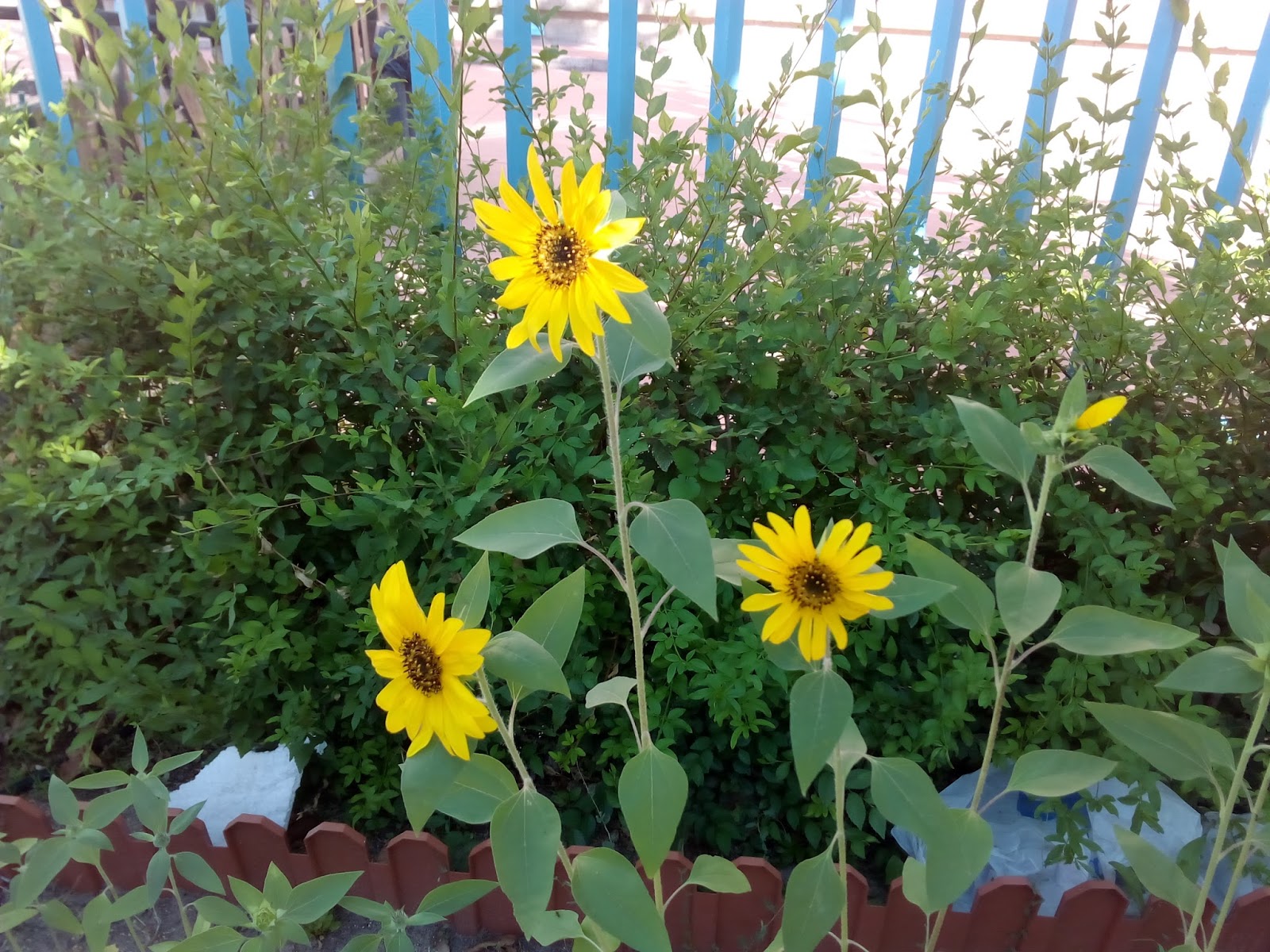 El Blog Del Blas Agosto 2015 el-blog-del-blas-agosto-2015