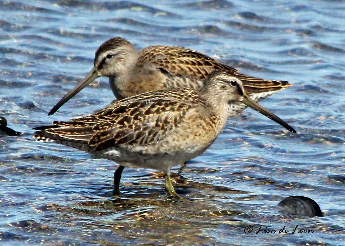 Birding with Lisa de Leon: Short-billed Dowitcher