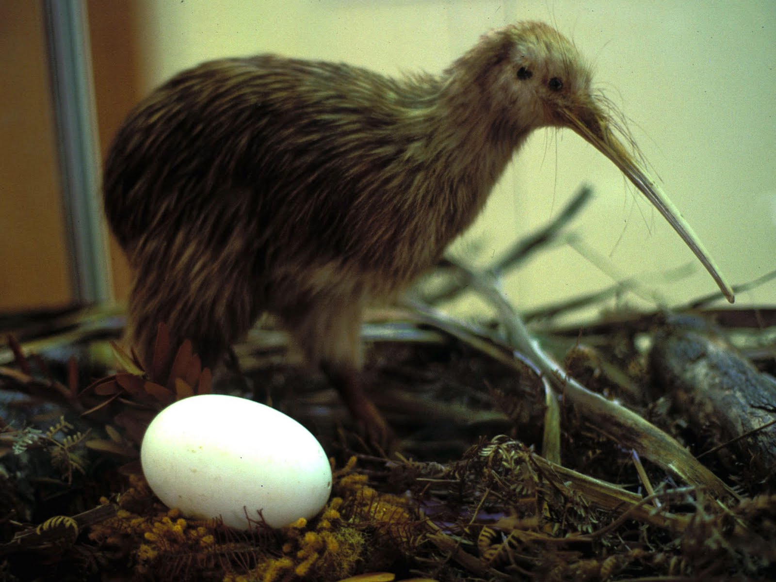 El ojo del buitre: Aves - Kiwi (Apteryx)