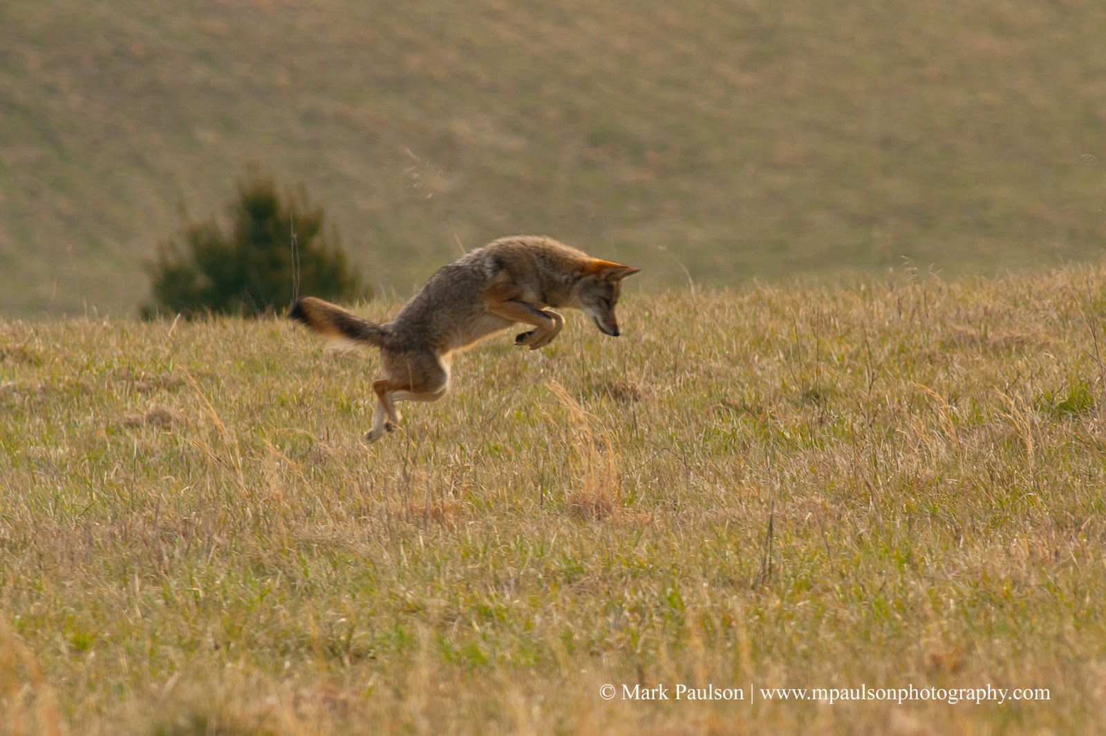 MAP Artistic Photography: Photo of the Day: Coyote Pounce, Great Smoky ...