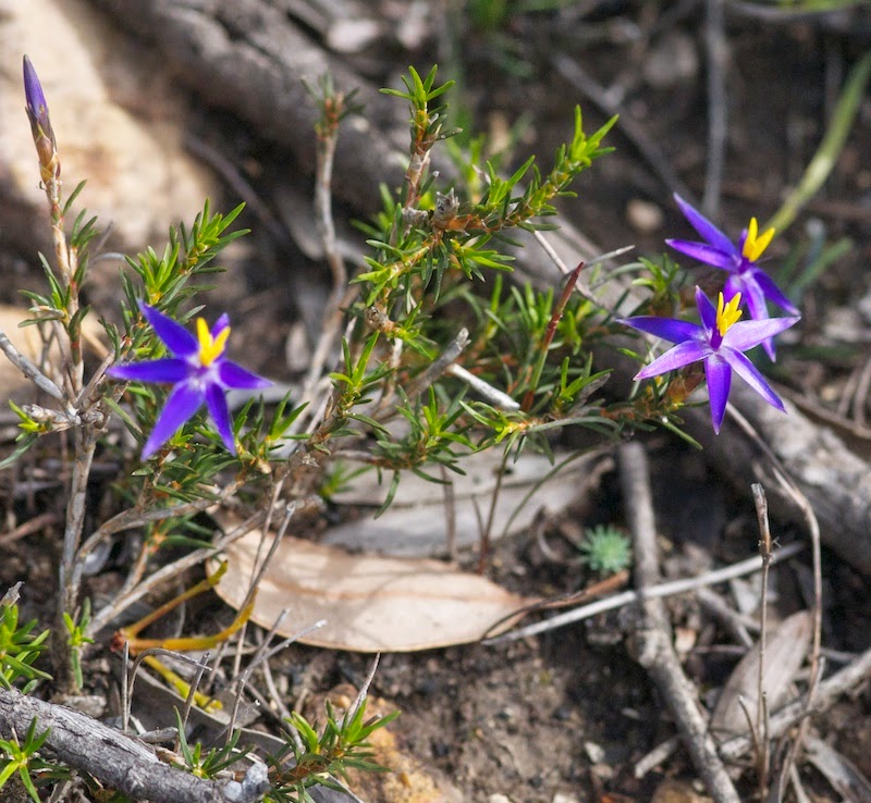 A Wandering Naturalist: Australia: Trigger Flowers, Orchids and Weeds
