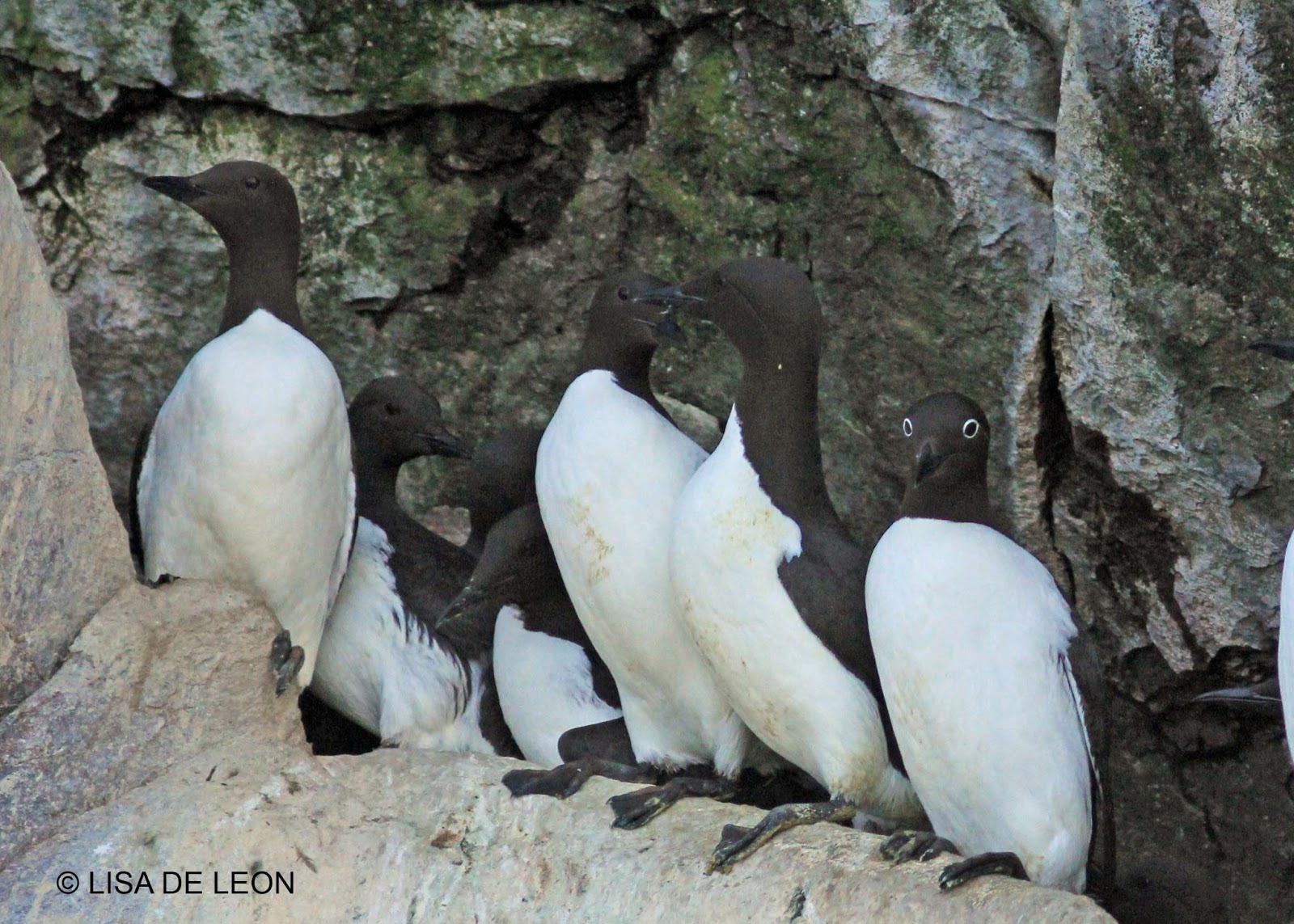 Birding with Lisa de Leon: Newfoundland Turr