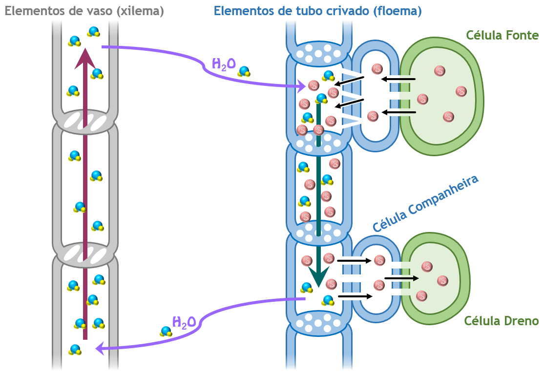 Studying Plant Physiology: Transporte no Floema