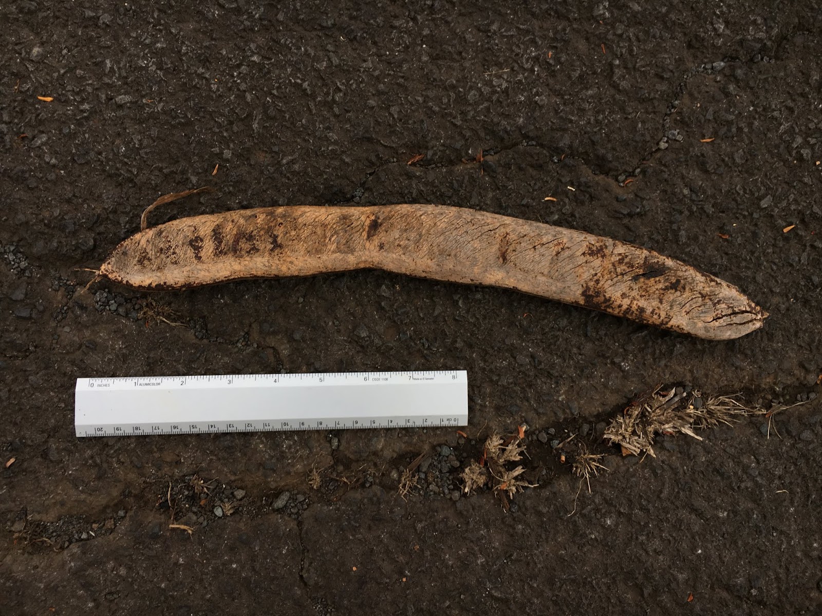 Delonix regia (Royal Poinciana)
