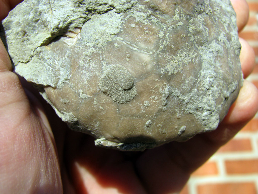 Views of the Mahantango: Eucalyptocrinus elrodi crinoid from the ...