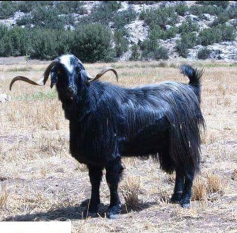 Koyun Keçi Resimleri Hd 2016