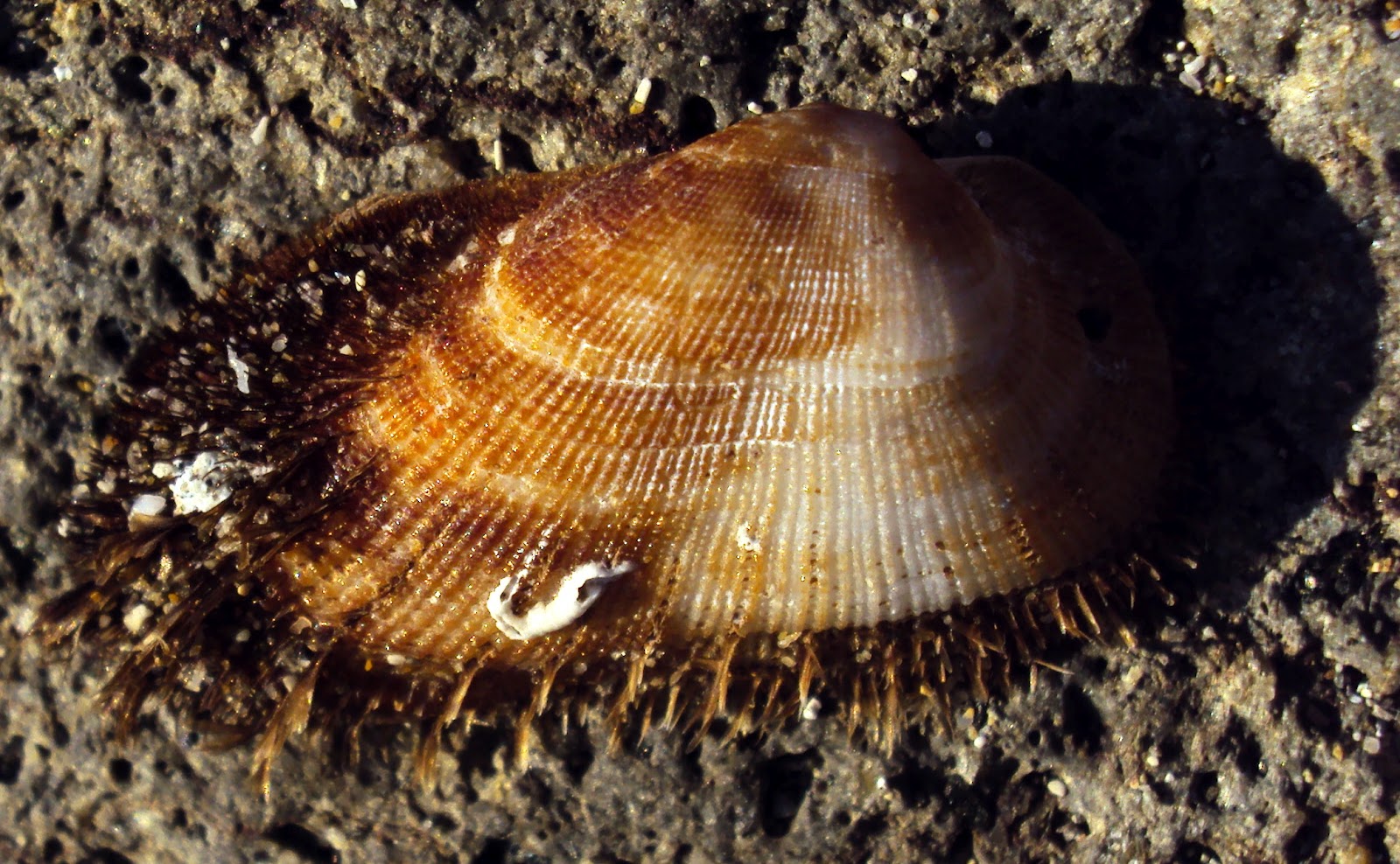 Taxonomía invertebrados no artrópodos: Phylum Mollusca Clase Bivalvia ...