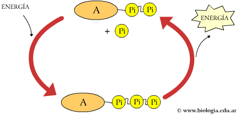 transferencia de enrgia atp y adp