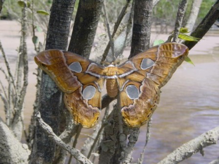 cuenca del caura: CUENCA DEL CAURA