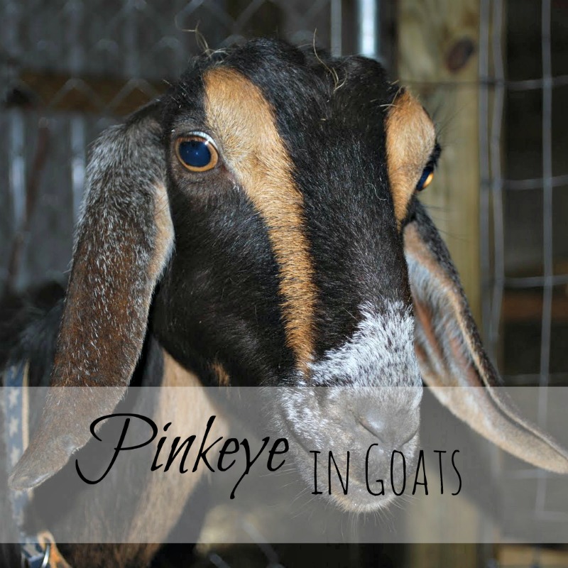 How to Recognize and Naturally Treat Pink Eye in Goats - Oak Hill Homestead