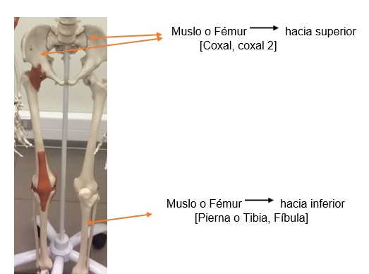 Anatomía: Práctico Nº 4 Osteología de MMSS MMII