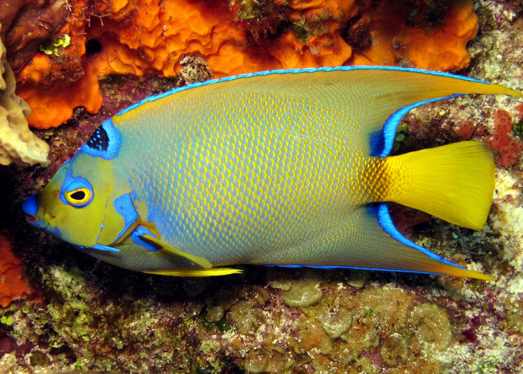 Queen Angelfish | The Life of Animals