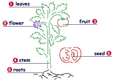 Happy Learning.....: Parts of plants