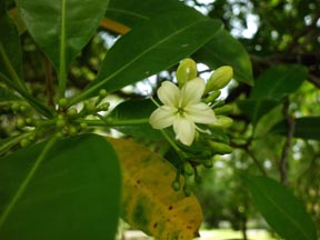Aun's fotos' corner: The Tembusu Tree