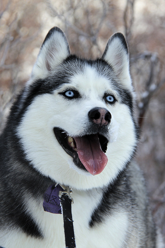 The Husky Dog Blog