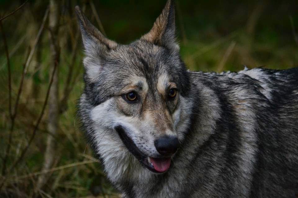 .Silva Amica Saarlooswolfhonden: Karakter en gedrag van de Wolfhond