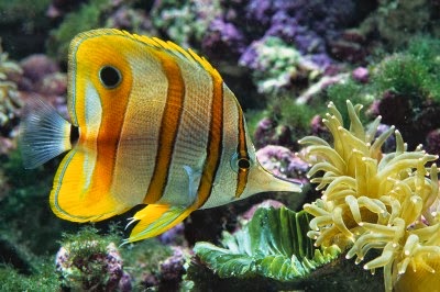 Tropical Fish - Animals Photos