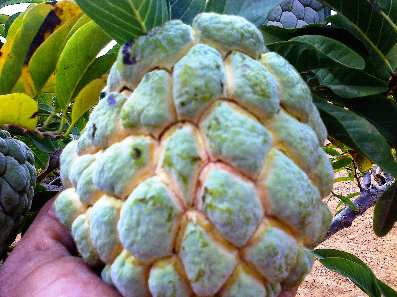 Pinha, Annona Squamosa, Fruta do Conde, Ata, e o desenvolvimento de ...