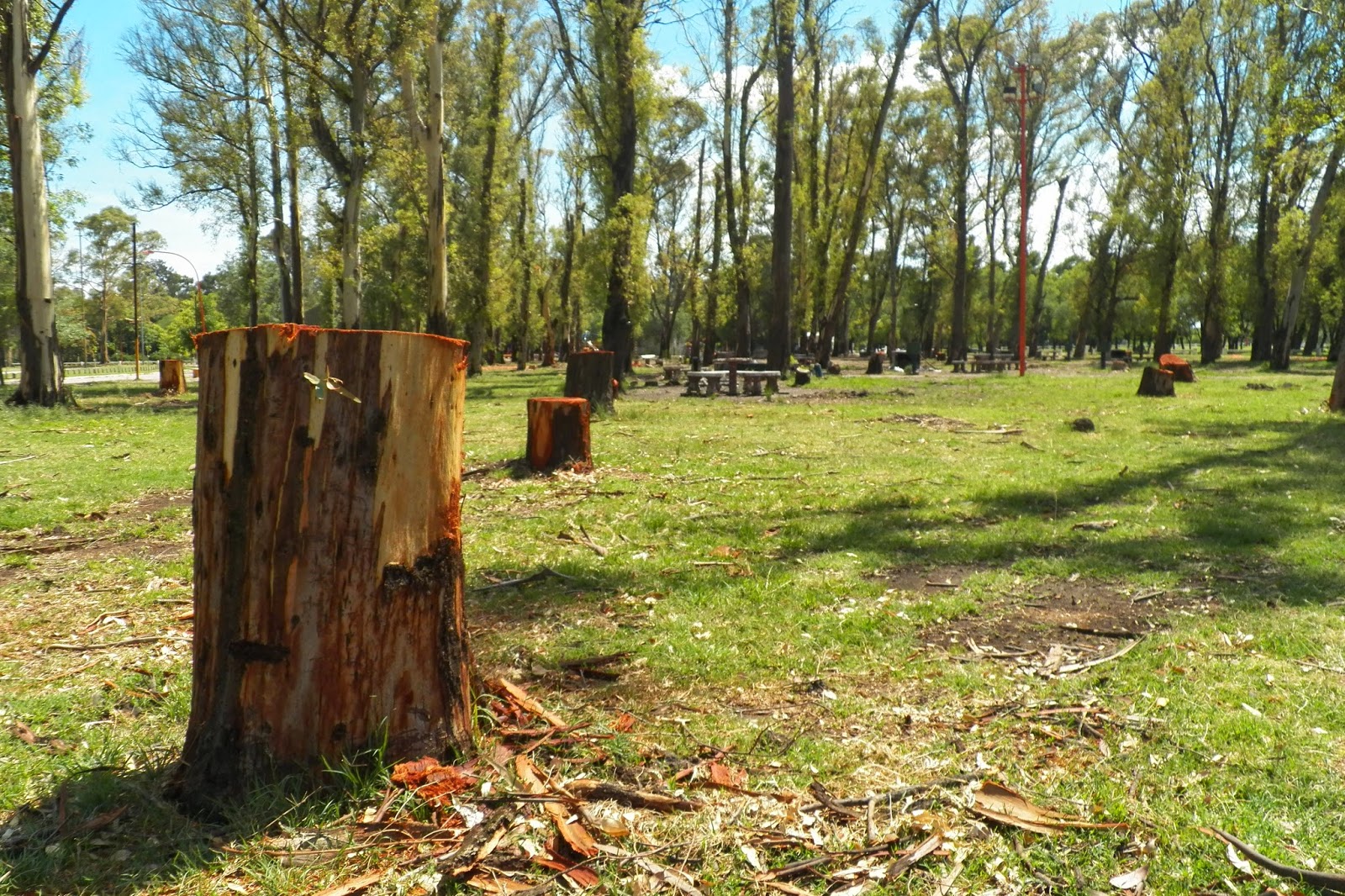 La Bahía perdida (Bahía Blanca, Argentina): Los eucaliptus del Parque ...
