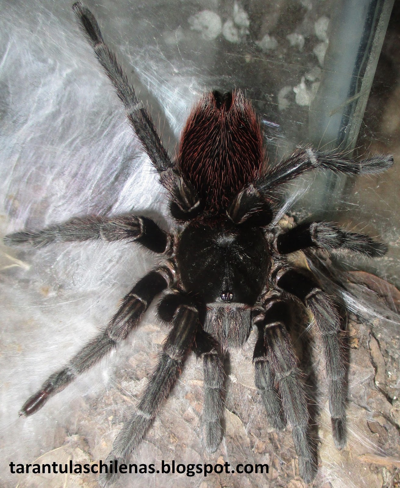 Tarántulas Chilenas : Euathlus sp 3 (Negra)