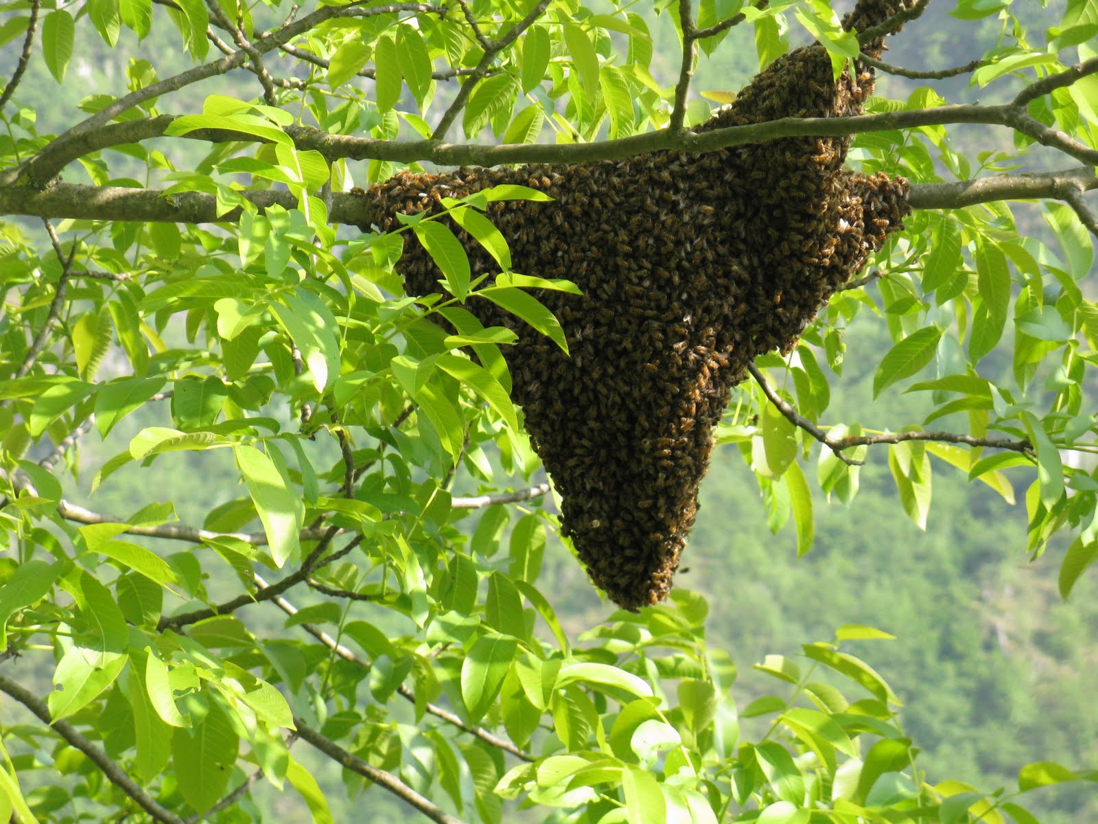 Bigoloni Farm project: Swarm, Swarm, Super Swarm Bigoloni Farm project: Swarm, Swarm, Super Swarm