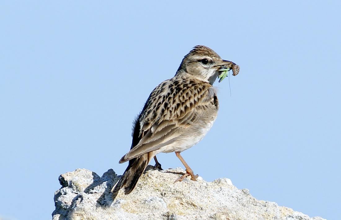 Another Bird Blog: Memory Lane Menorca
