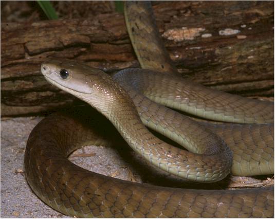 THE ANIMAL WILDLIFE: ULAR BLACK MAMBA