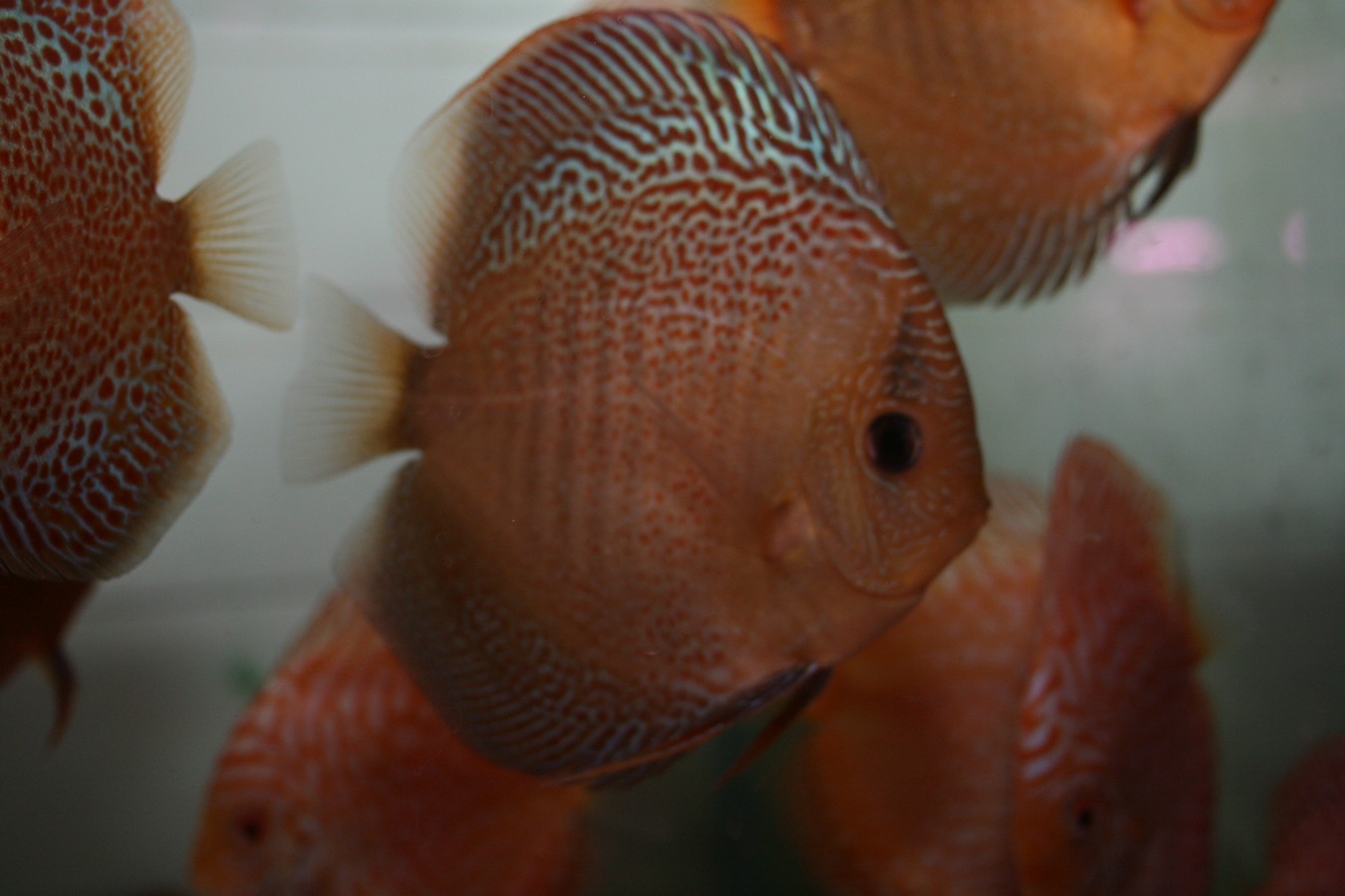 Type De Discus: DISCUS SNAKE SKIN BLEU ET ROUGE