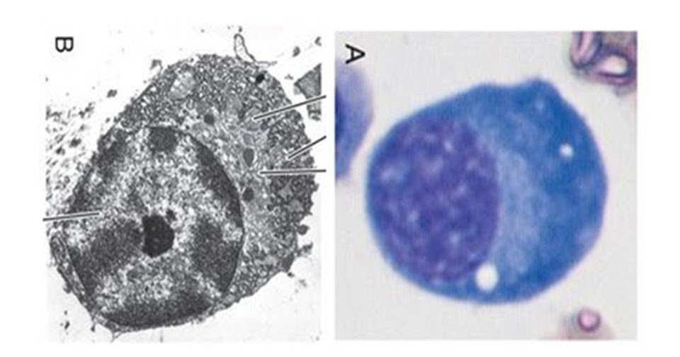 What is B-lymphocytes (B-cells)? - Microbes World