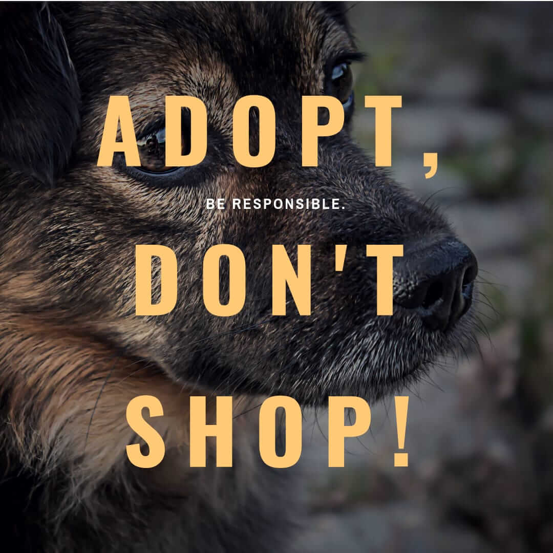 World Spay Day 2020- Here's All you need to Know About | World Spay Day