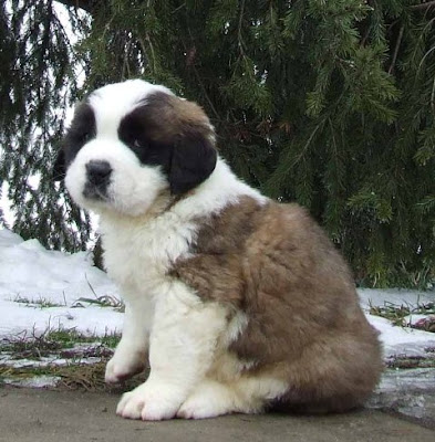 Cute&Cool Pets 4U: Saint Bernard Dogs and Puppies Pictures