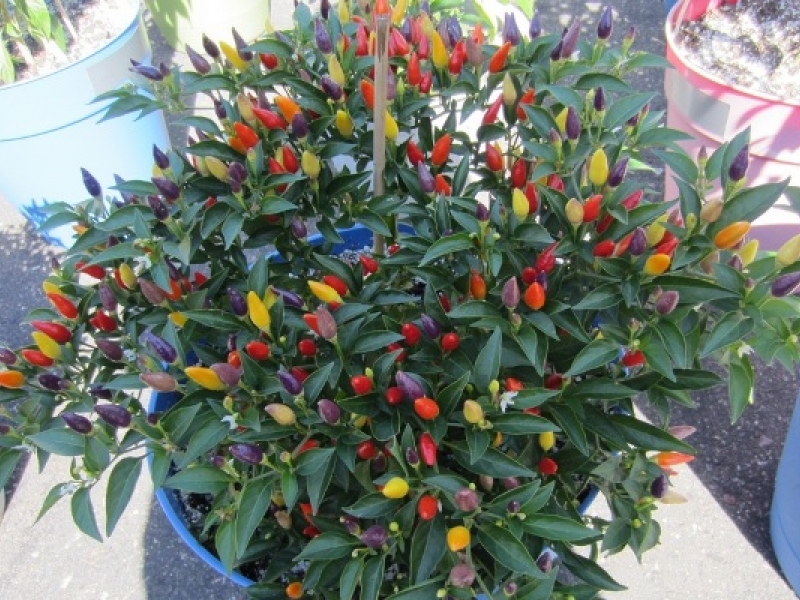 CABE PELANGI - CABE HIAS DALAM POT - DUNIA TANAMAN HIAS