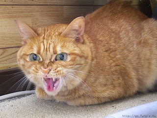 ♥ ♥ Gato Mania ♥ ♥: SINTOMAS DA RAIVA EM GATOS