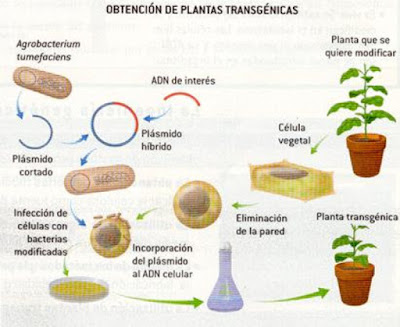 Genética e Biologia Molecular Virtual: 10. Transgenia