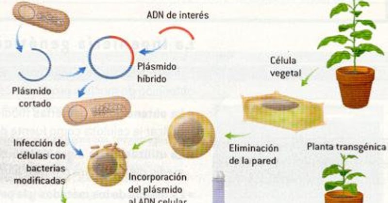 Genética e Biologia Molecular Virtual: 10. Transgenia