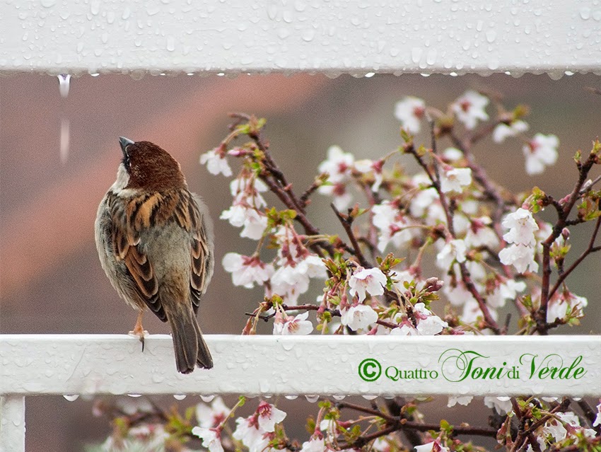 Quattro toni di verde: Piove a Torino... ma la Primavera non si ferma...