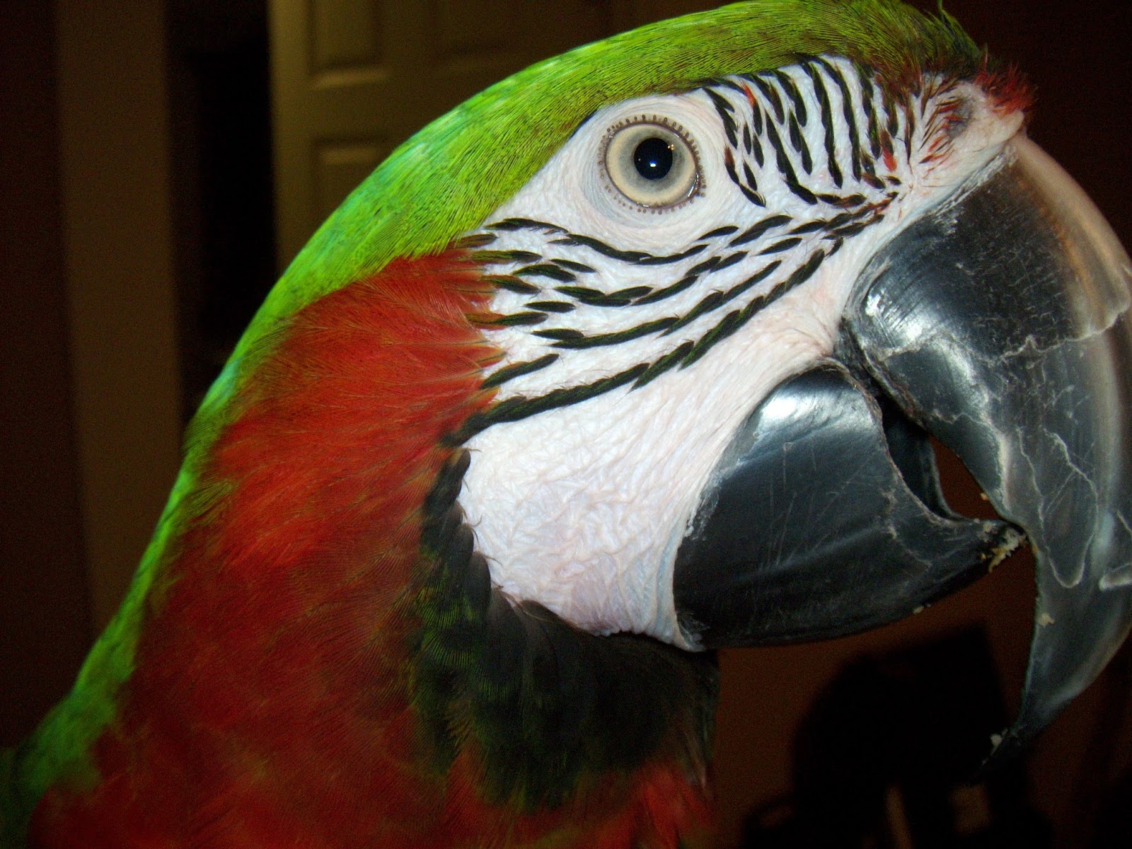 Milicinth Macaw